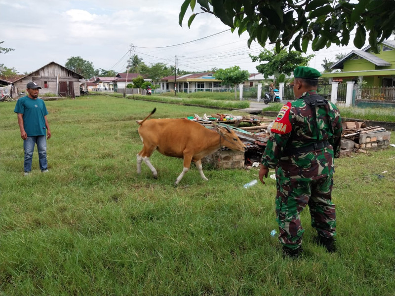 Serka Subar Monitoring Kesehatan Sapi di Desa Repan, Pastikan Ternak ...
